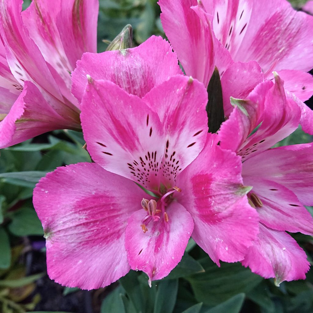 Alstroemeria x hybrida 'Machu' (Inkalilje) - Lundagers Gartneri