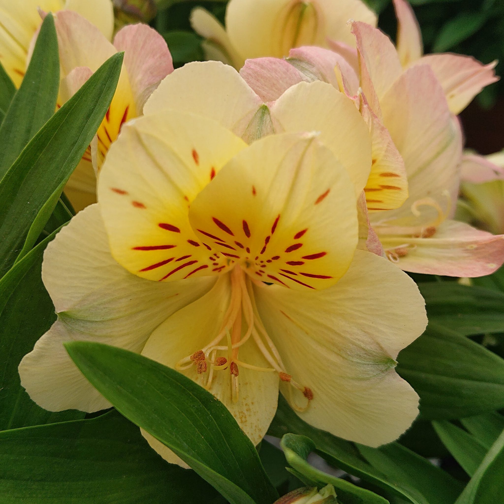 Alstroemeria x hybrida 'Machu' (Inkalilje) - Lundagers Gartneri