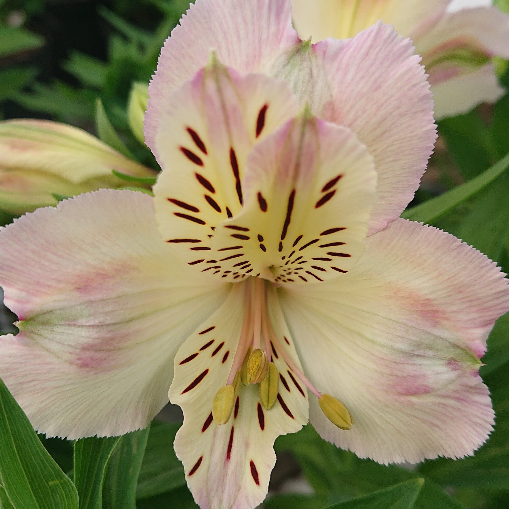 Alstroemeria x hybrida 'Machu' (Inkalilje) - Lundagers Gartneri