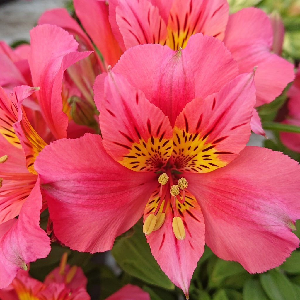 Alstroemeria x hybrida 'Machu' (Inkalilje) - Lundagers Gartneri
