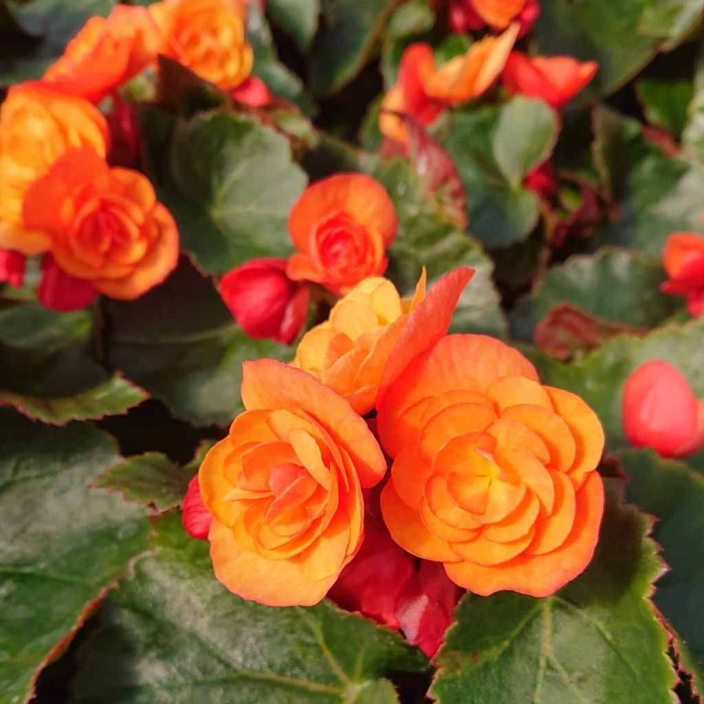 Begonia x elatior (Elatior Begonie / Høst Begonie) - Lundagers Gartneri