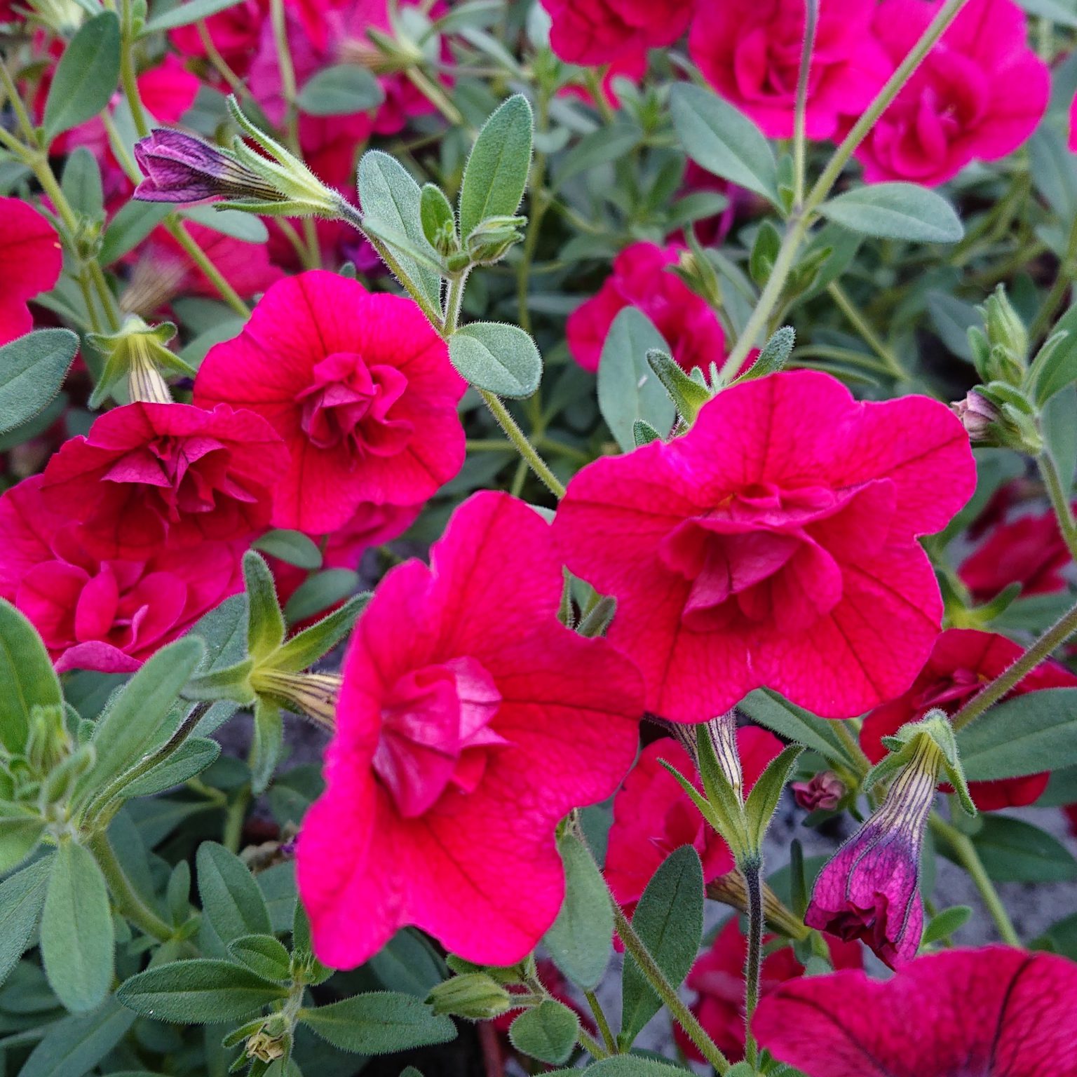 Calibrachoa x hybrida (Dobbelt Million Bells, Ampel) - Lundagers Gartneri