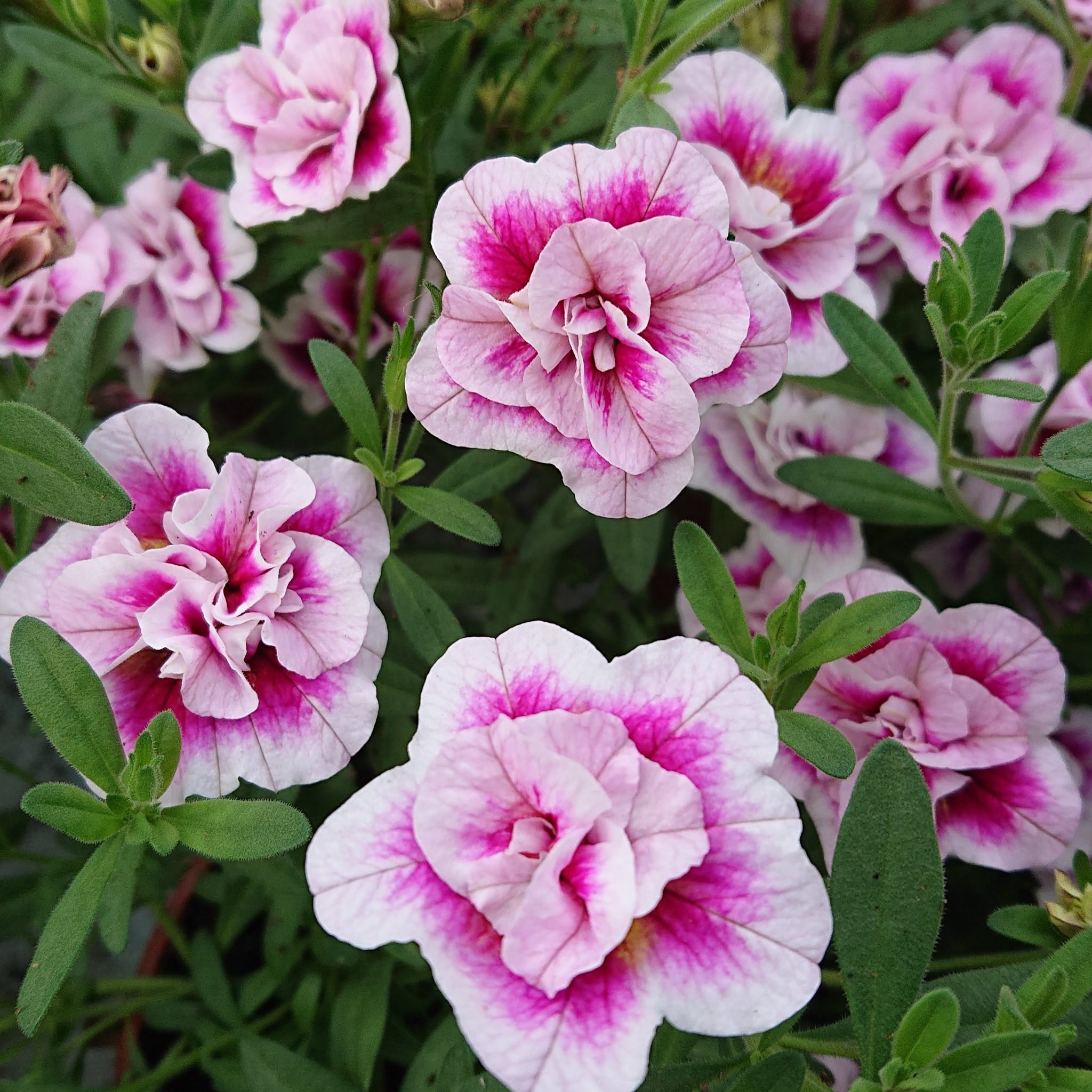 Calibrachoa x hybrida (Dobbelt Hænge Million Bells) - Lundagers Gartneri