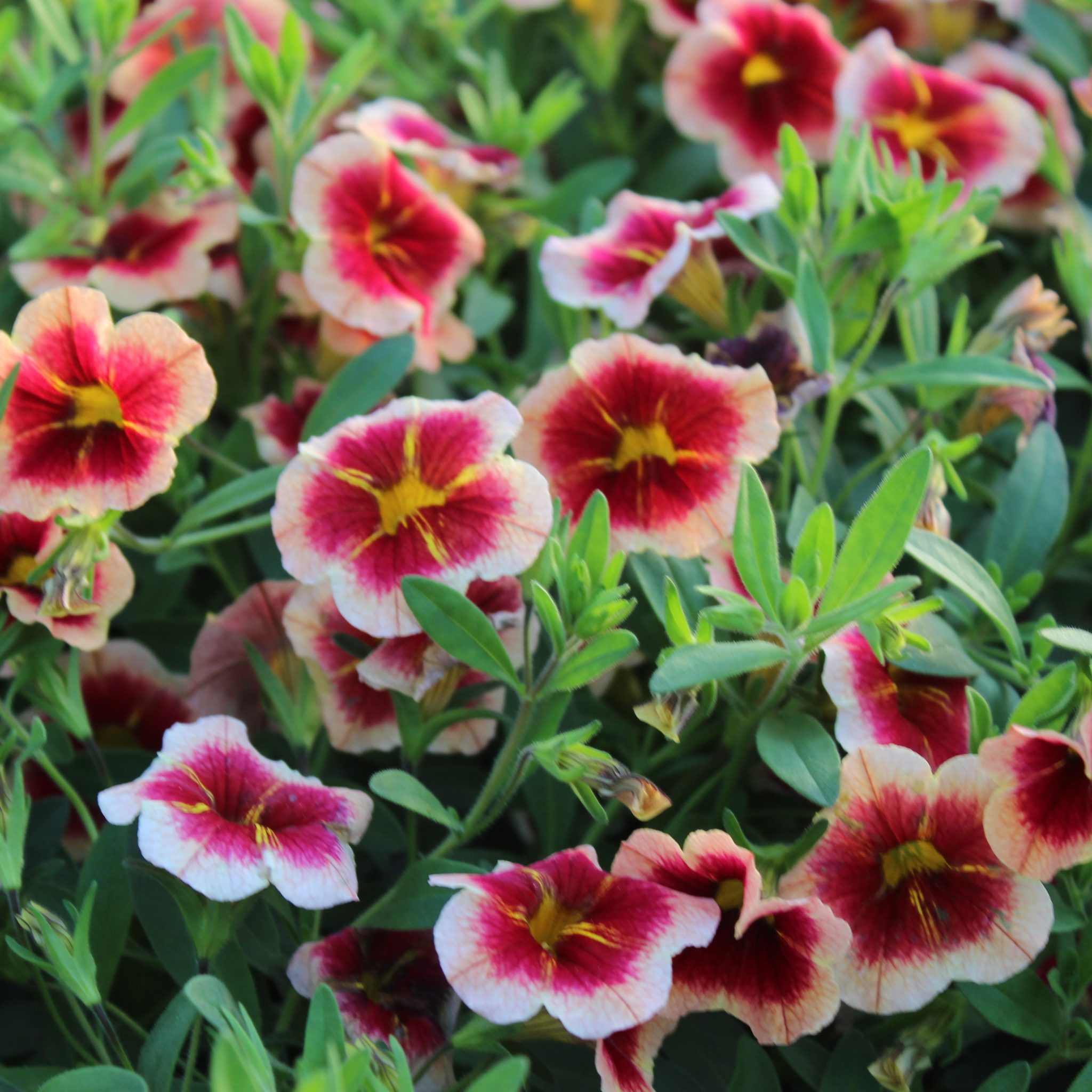 Calibrachoa x hybrida (Million Bells, Ampel) - Lundagers Gartneri