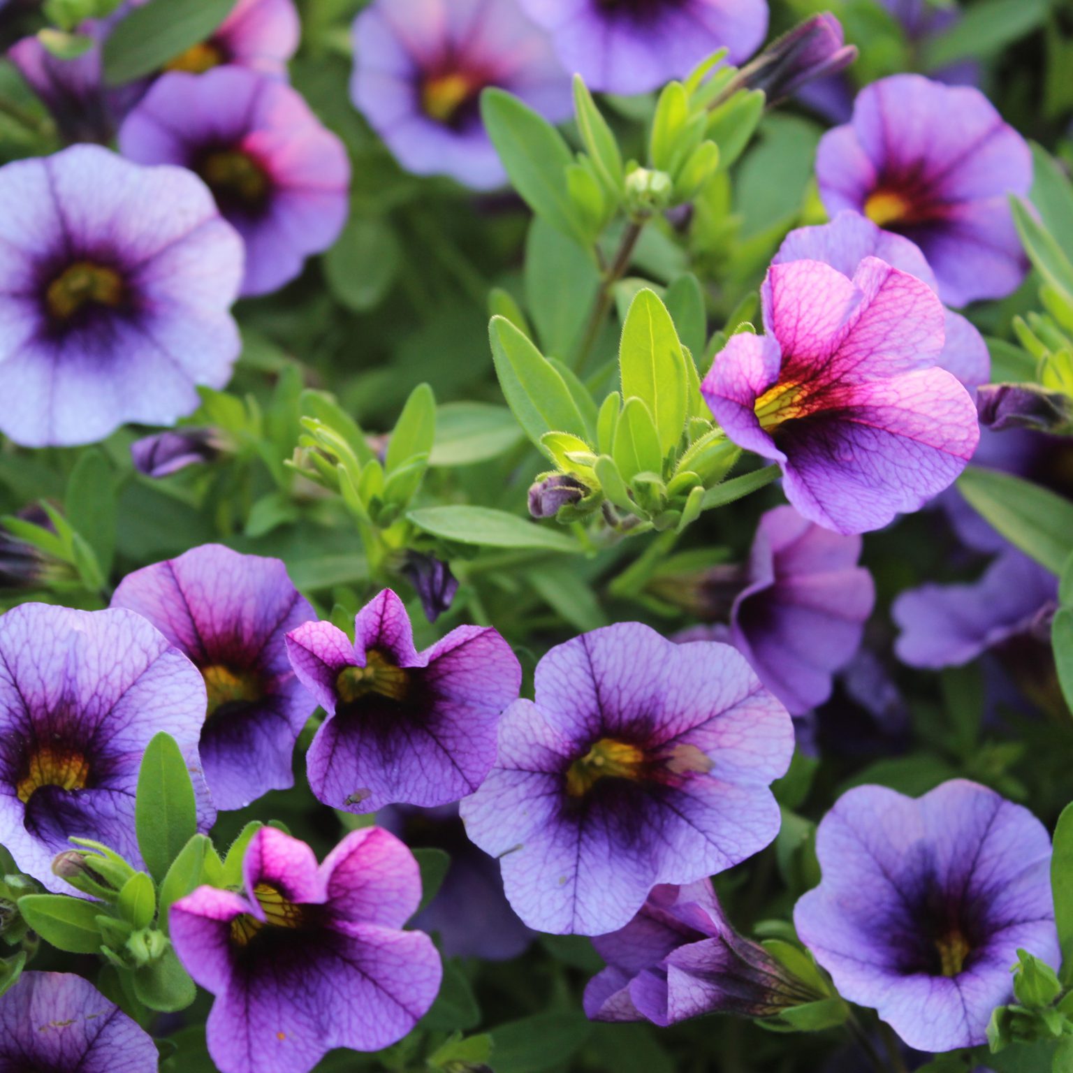Calibrachoa x hybrida (Million Bells, Ampel) - Lundagers Gartneri