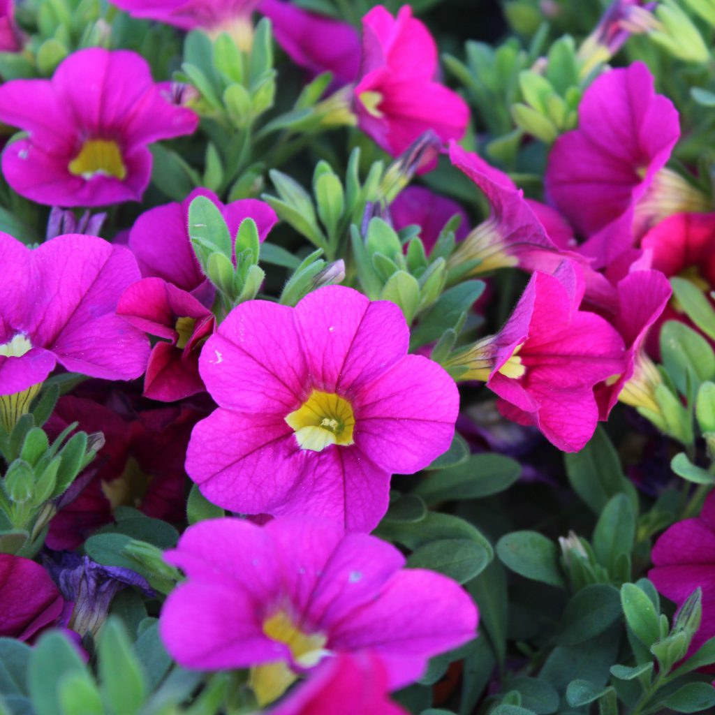 Calibrachoa x hybrida (Million Bells, Ampel) - Lundagers Gartneri