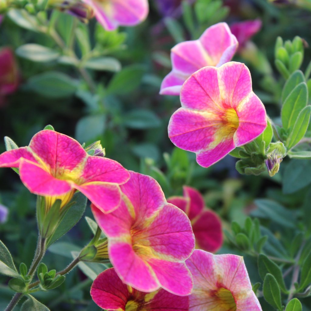 Calibrachoa x hybrida (Million Bells, Ampel) - Lundagers Gartneri