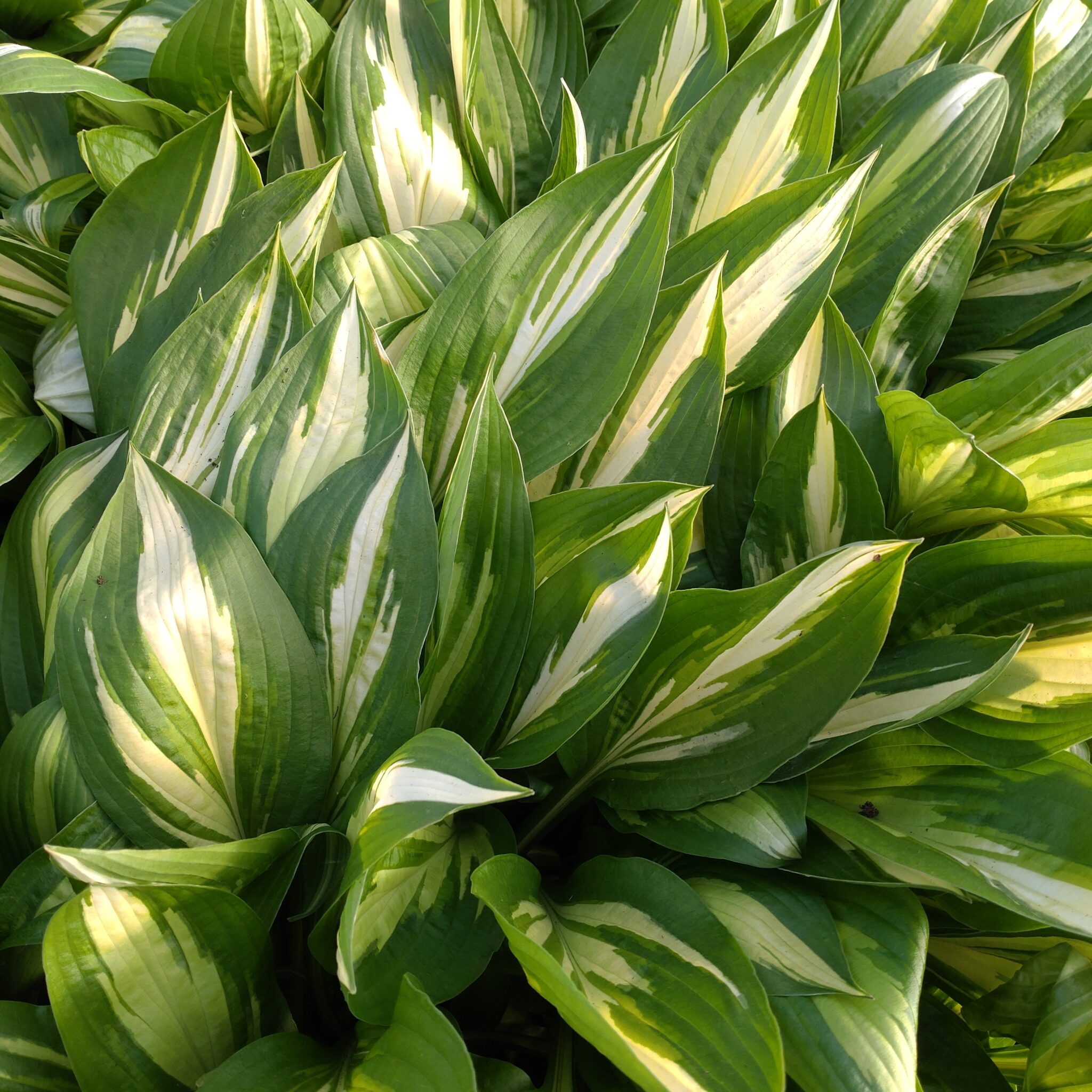 Hosta 'Cherry Berry' (Funkia) - Lundagers Gartneri