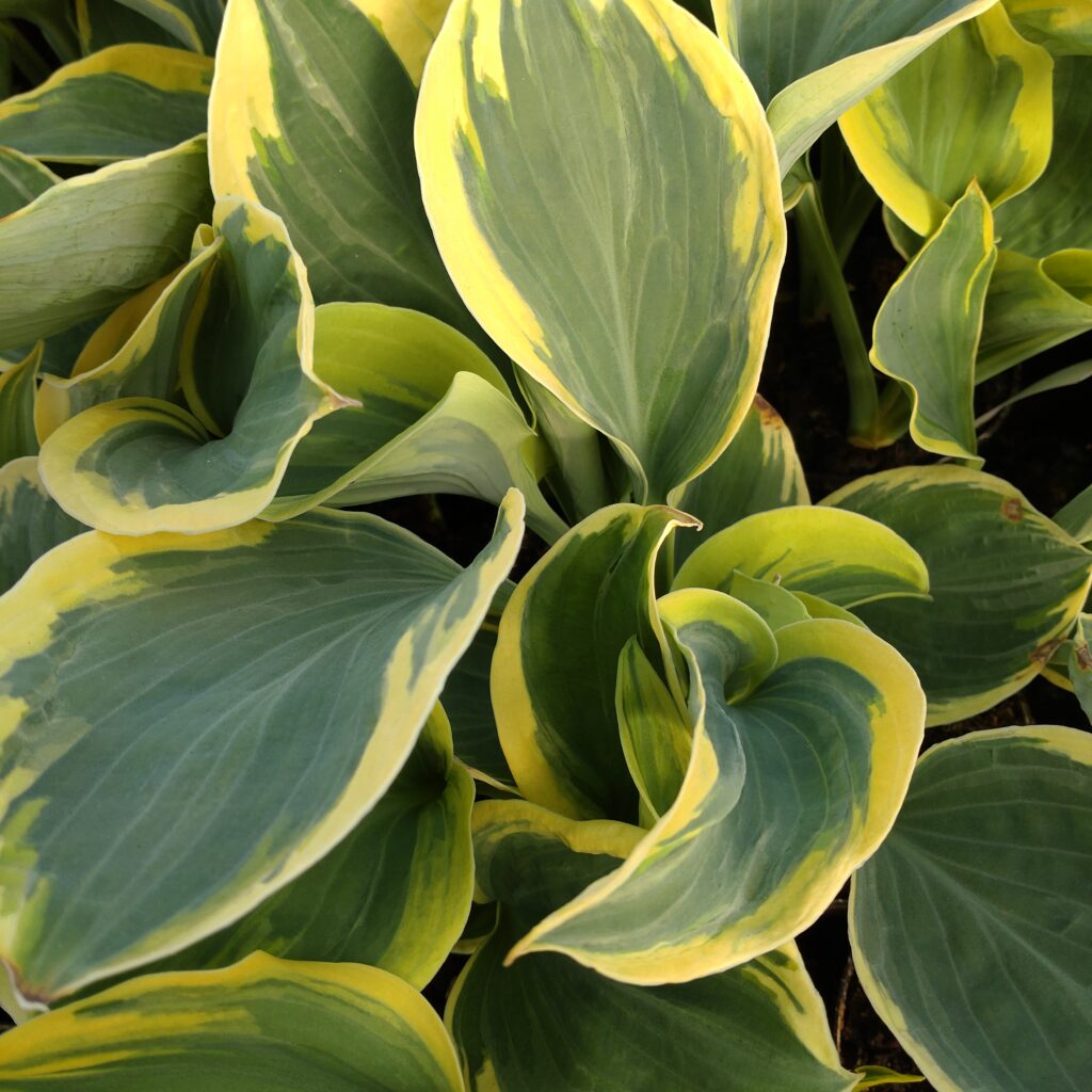 Hosta 'Liberty' (Funkia) - Lundagers Gartneri