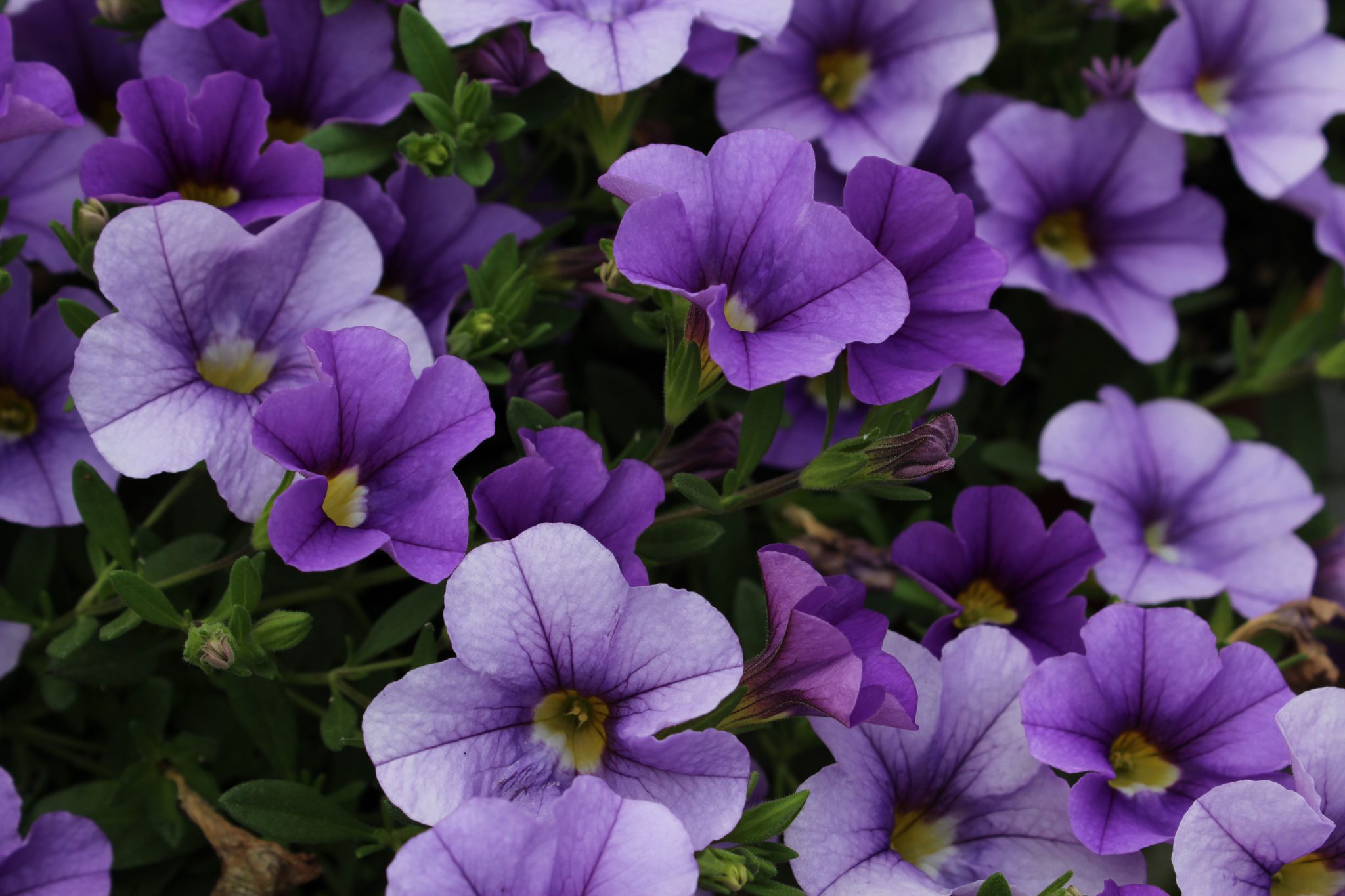 Calibrachoa x hybrida (Million Bells, Ampel) - Lundagers Gartneri