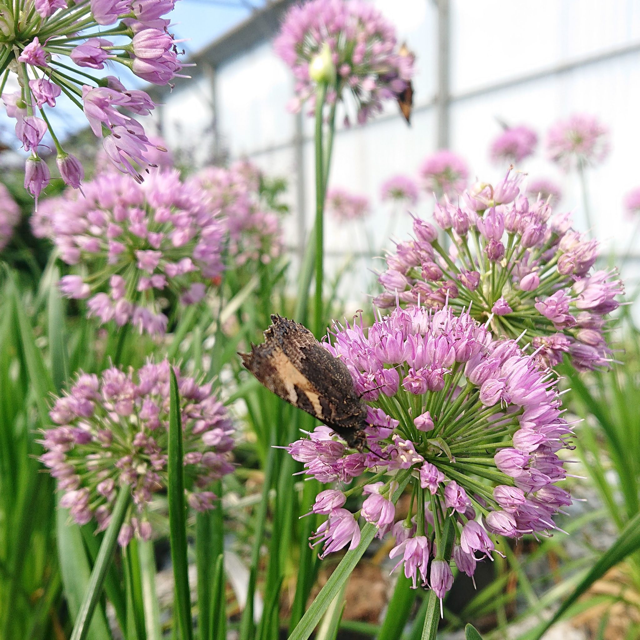 Allium 'Millenium' (Prydløg) - Lundagers Gartneri