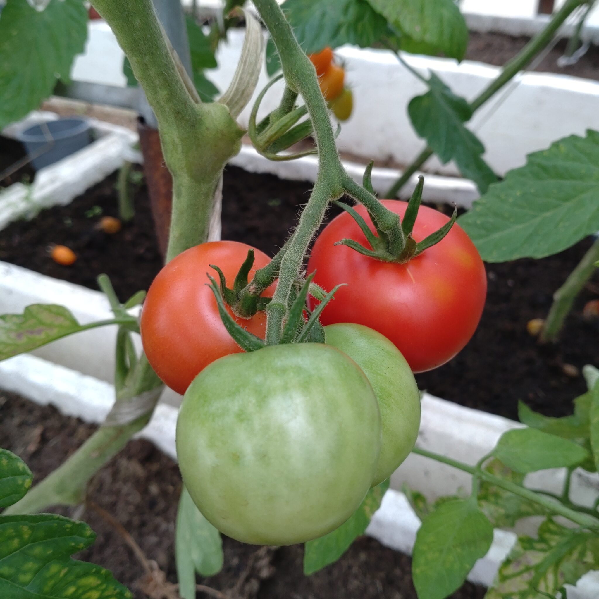 Køb dine Tomatplanter direkte hos Lundagers Gartneri