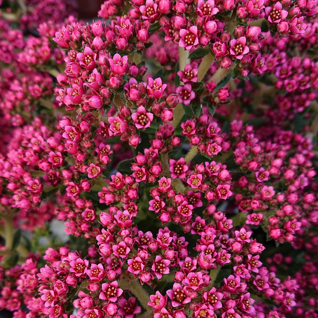 Crassula schmidtii (Lav Krassula) - Lundagers Gartneri