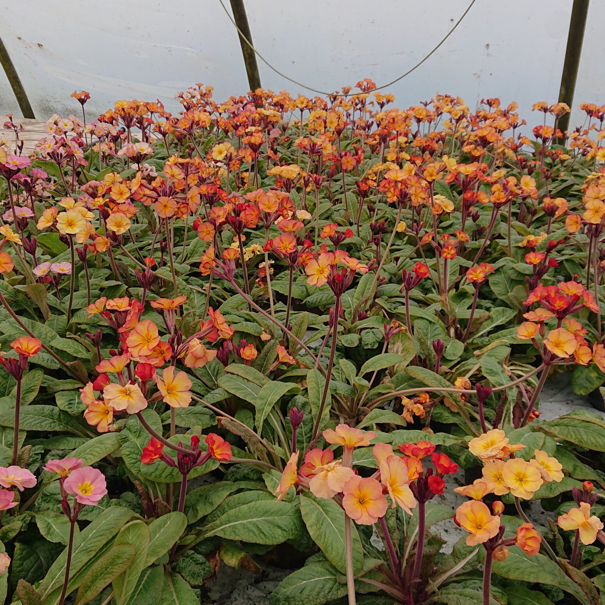 Primula elatior 'Gold Nugget Apricot' (Haveprimula) - Lundagers Gartneri