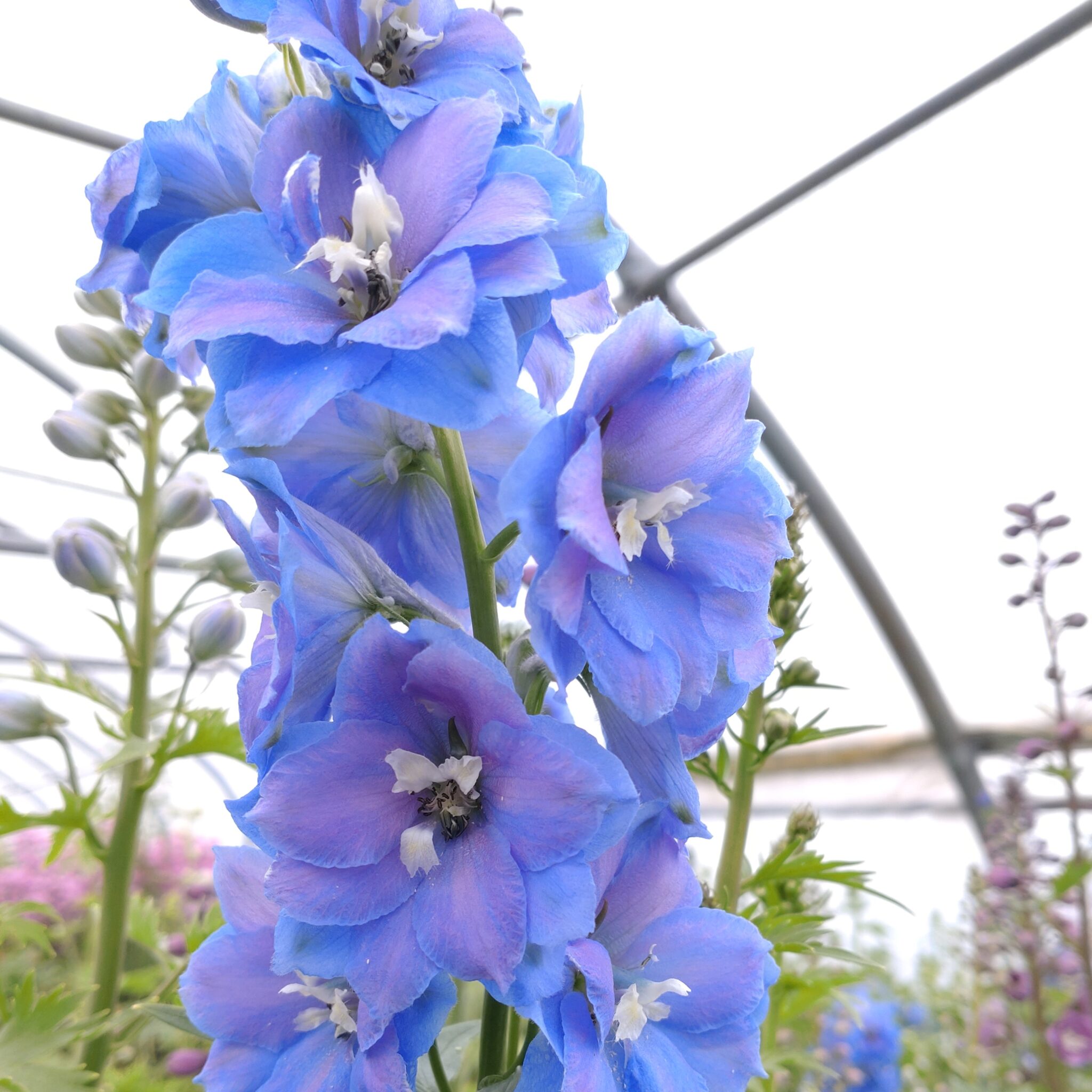 Delphinium 'Magic Fountain 'Sky Blue' (Ridderspore) - Lundagers Gartneri