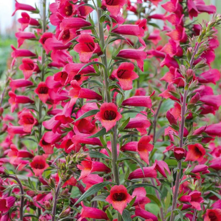 Digitalis x hybrida 'Illumination Cherry Brandy' (Fingerbøl ...