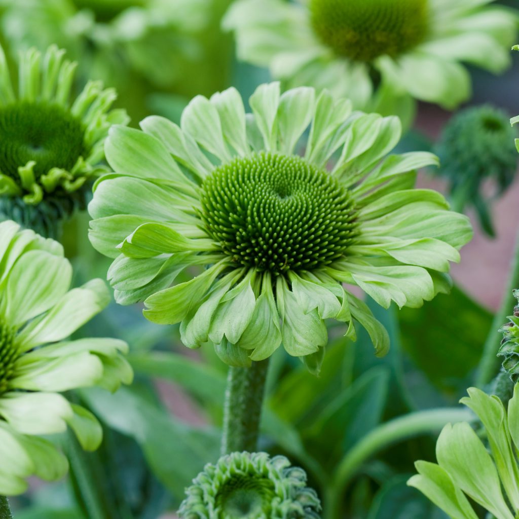 Echinacea purpurea 'Green Jewel' (Purpursolhat) - Lundagers Gartneri