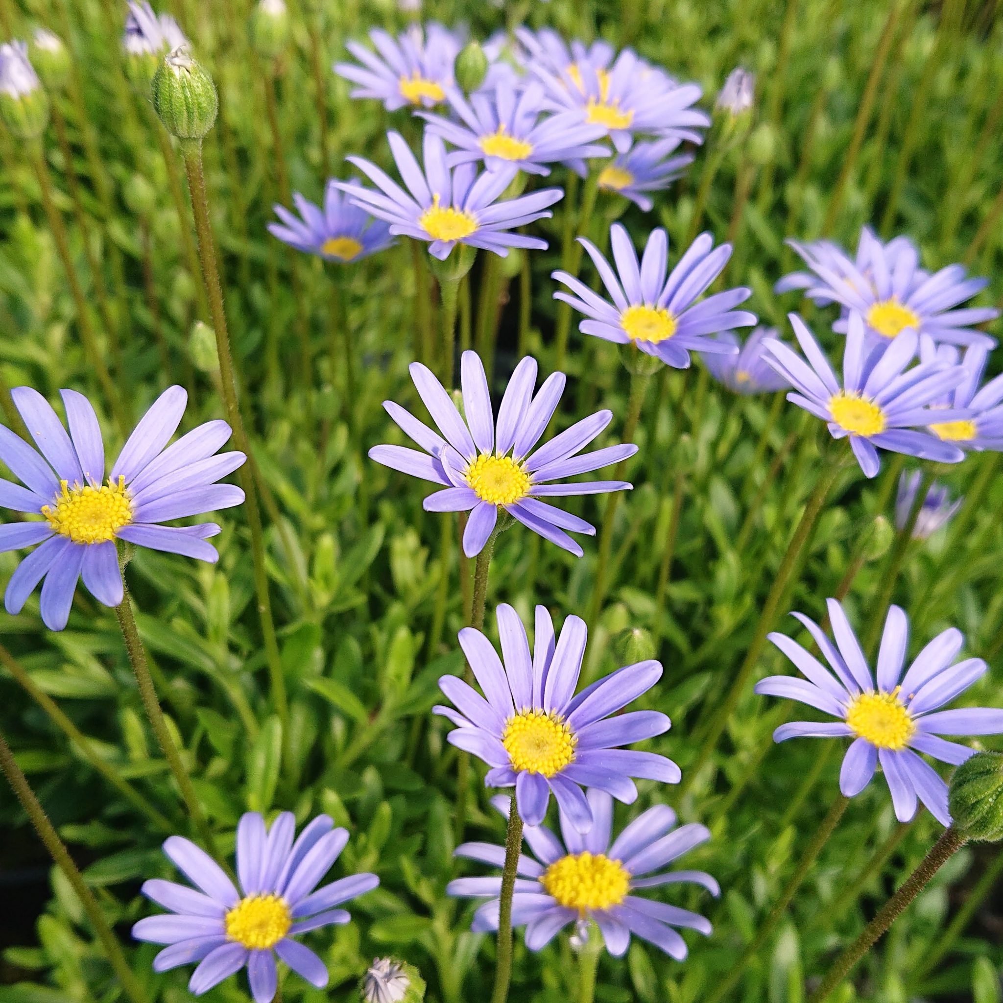 Felicia amelloides (Felicia) - Lundagers Gartneri