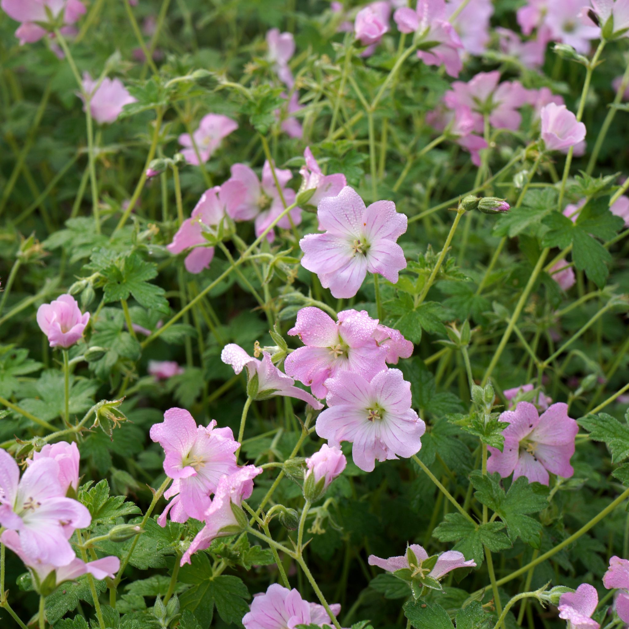 Geranium hybrid 'Dreamland' (Storkenæb) - Lundagers Gartneri