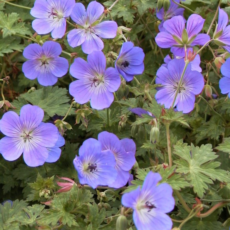 Geranium hybrid 'Rozanne' (Storkenæb) - Lundagers Gartneri