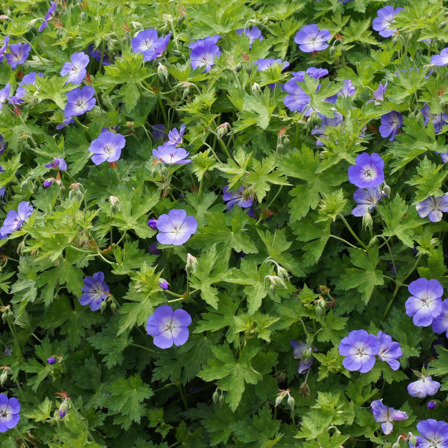 Geranium hybrid 'Rozanne' (Storkenæb) - Lundagers Gartneri