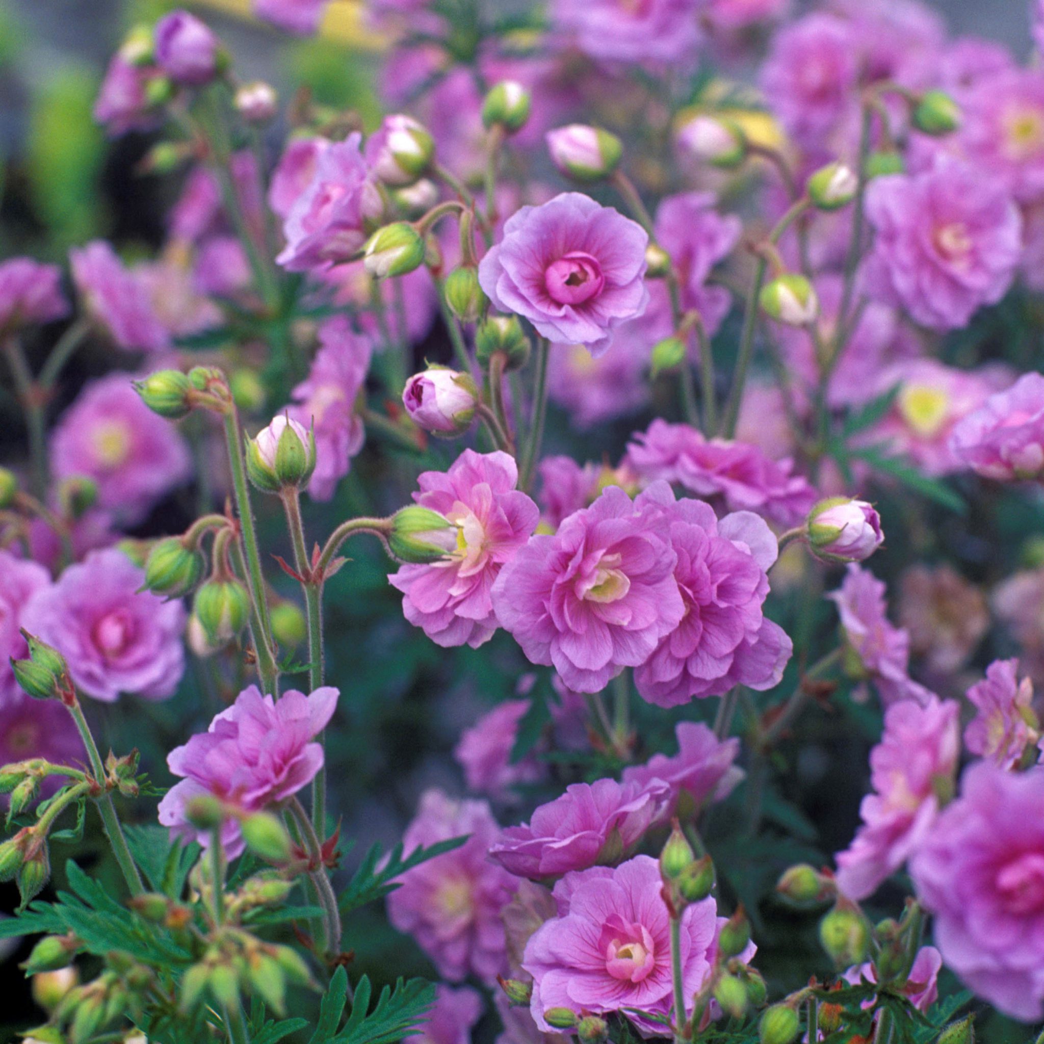 Geranium pratense 'Summer Skies' (Storkenæb) - Lundagers Gartneri
