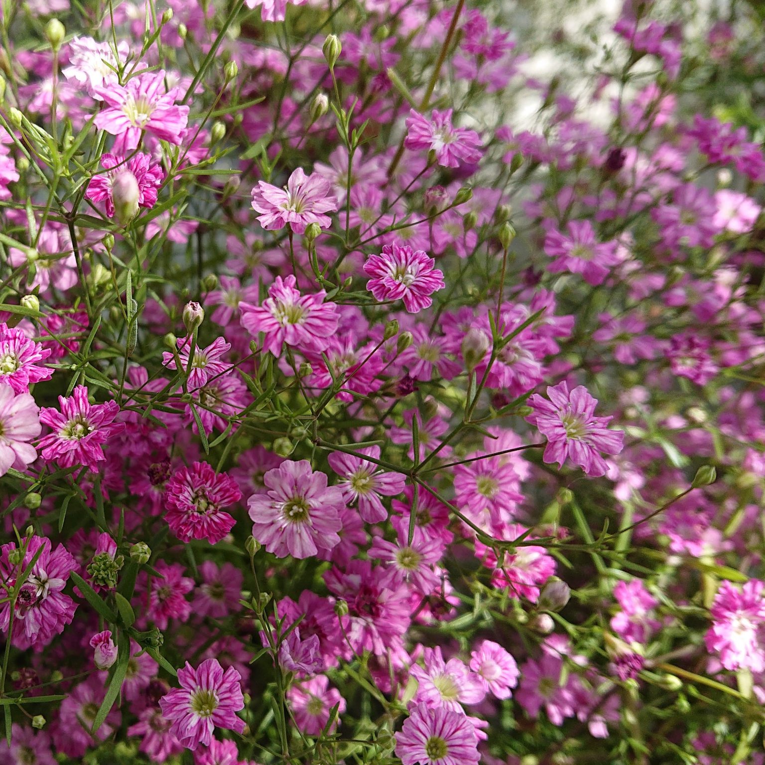 Gypsophila muralis (Brudeslør) - Lundagers Gartneri