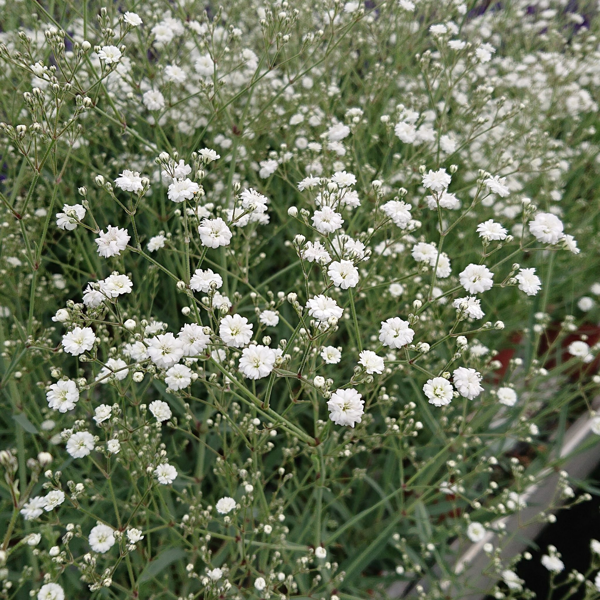 Gypsophila paniculata 'Festival White (Brudeslør) - Lundagers Gartneri