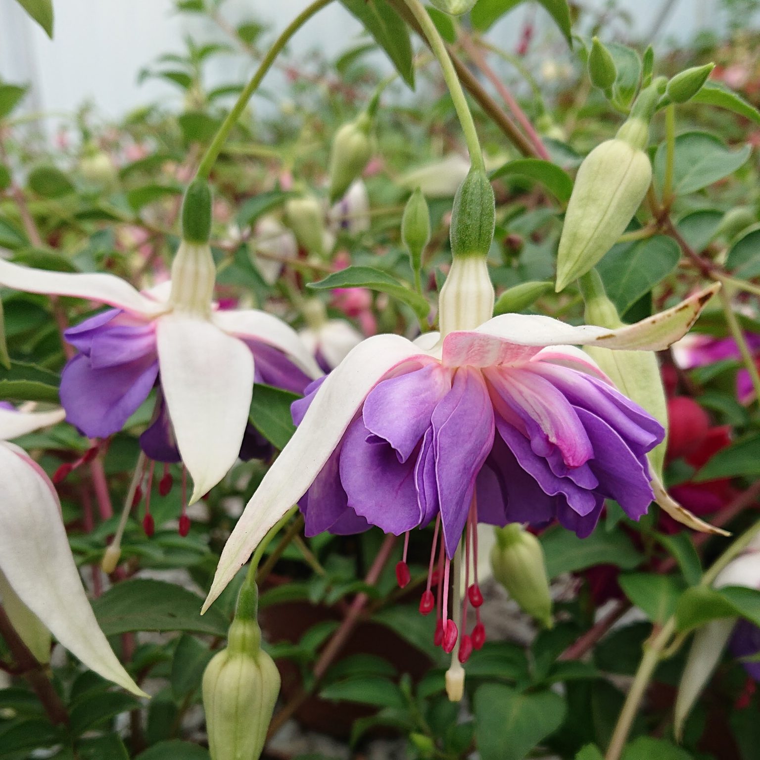 Fuchsia x hybrida (Fuchsia, hænge) (Ampel) - Lundagers Gartneri