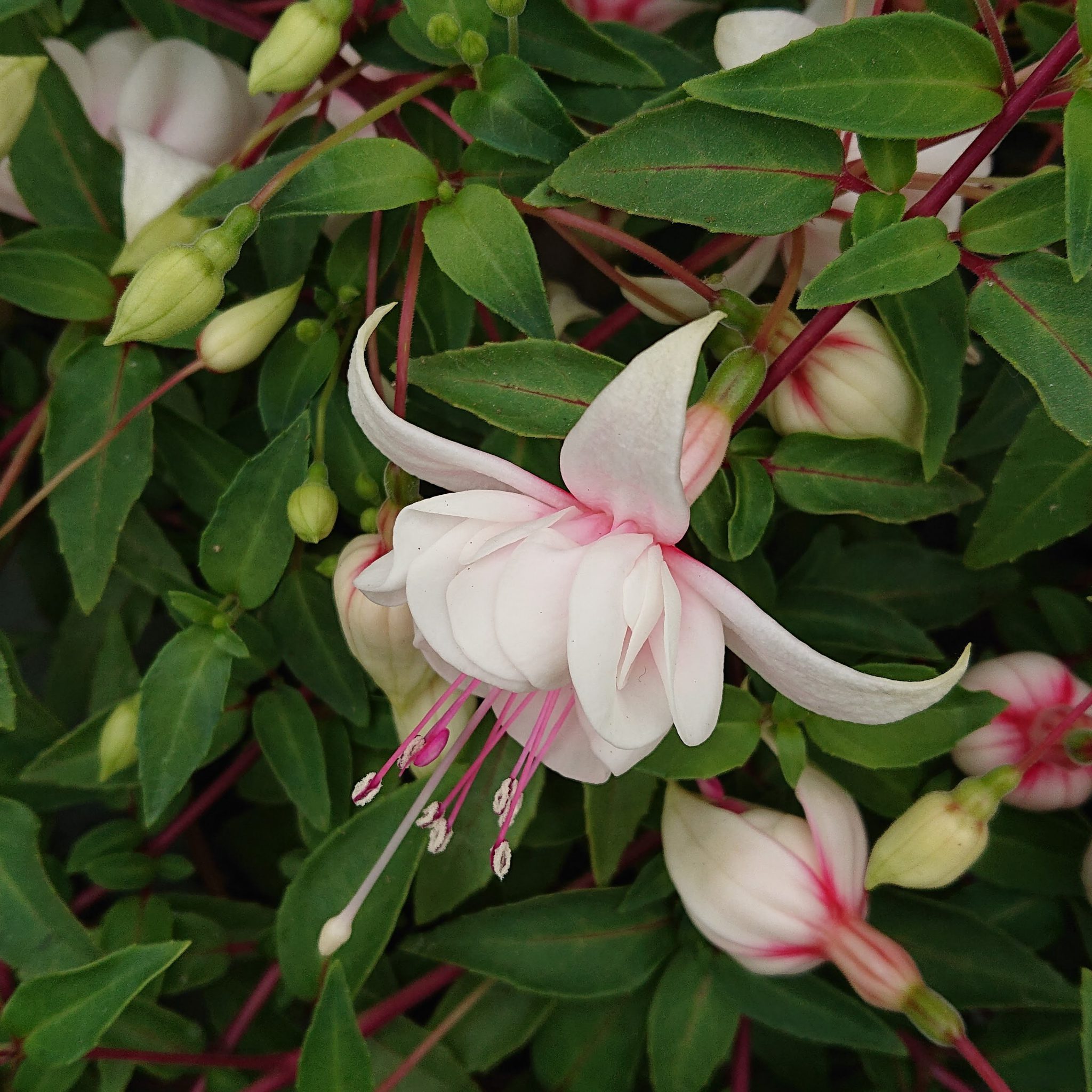 Fuchsia x hybrida (Fuchsia, hænge) (Ampel) - Lundagers Gartneri