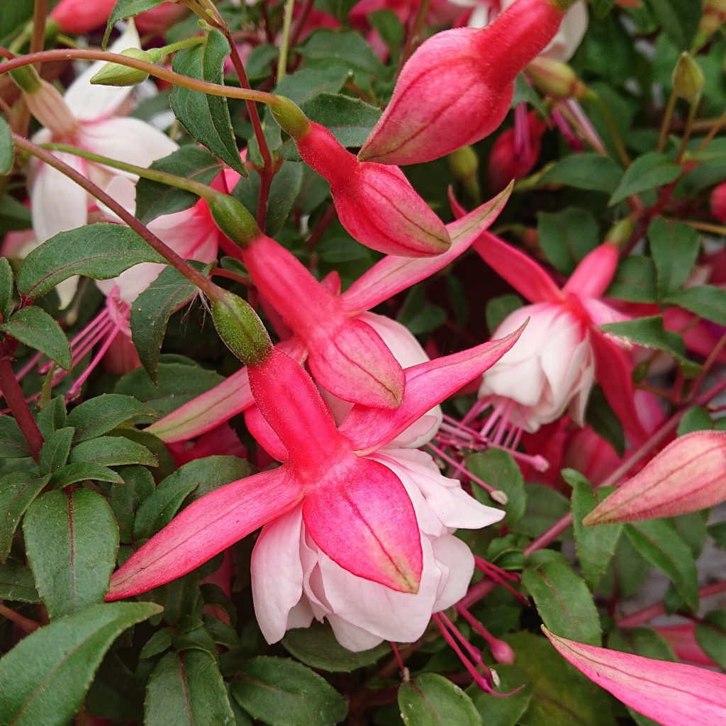 Stort udvalg af Ampler - Lundagers Gartneri