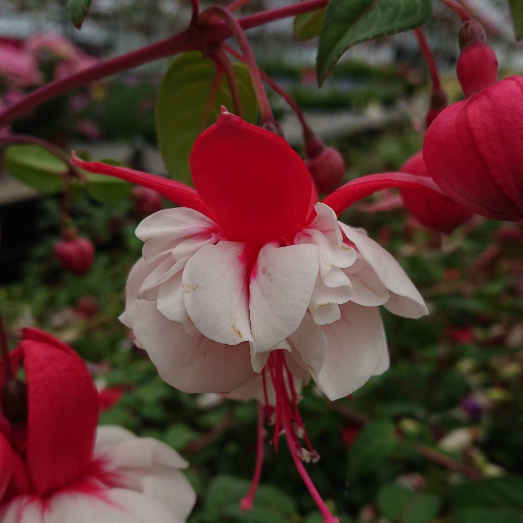 Fuchsia x hybrida (Fuchsia, hænge) (Ampel) - Lundagers Gartneri