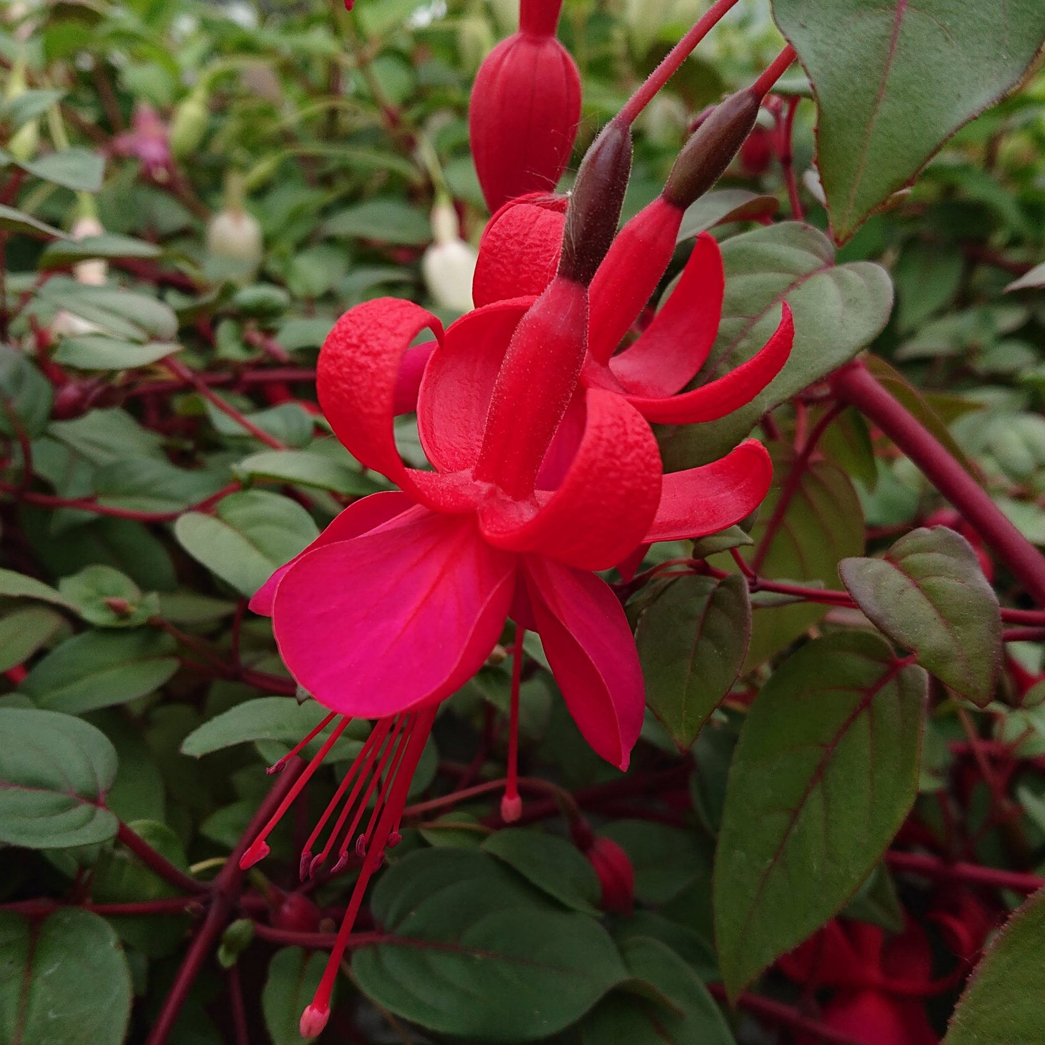 Fuchsia x hybrida (Fuchsia, hænge) (Ampel) - Lundagers Gartneri