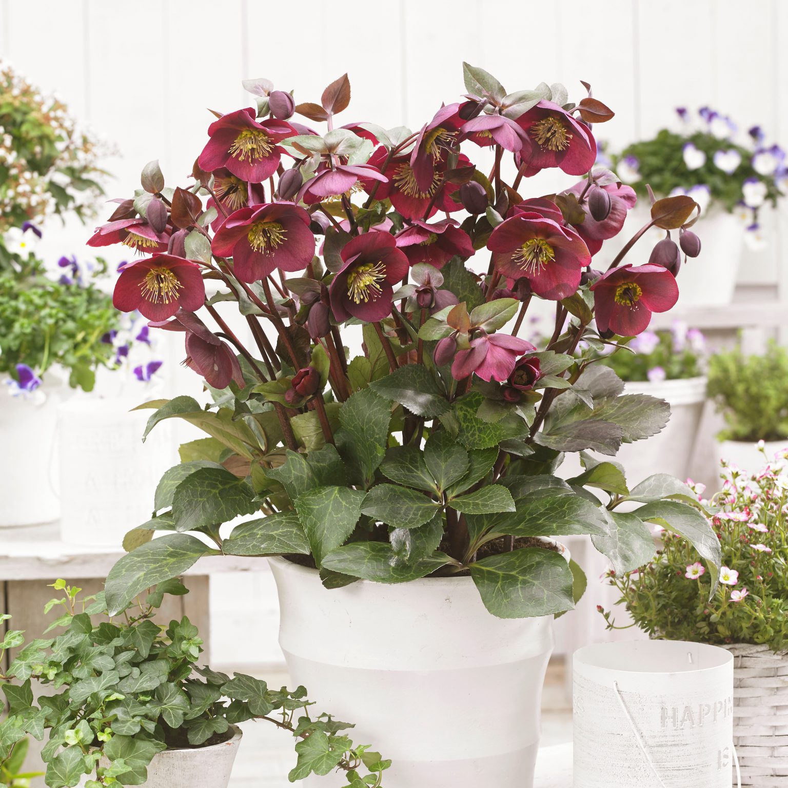 Helleborus x 'Frostkiss Anna's Red' (Julerose) - Lundagers Gartneri