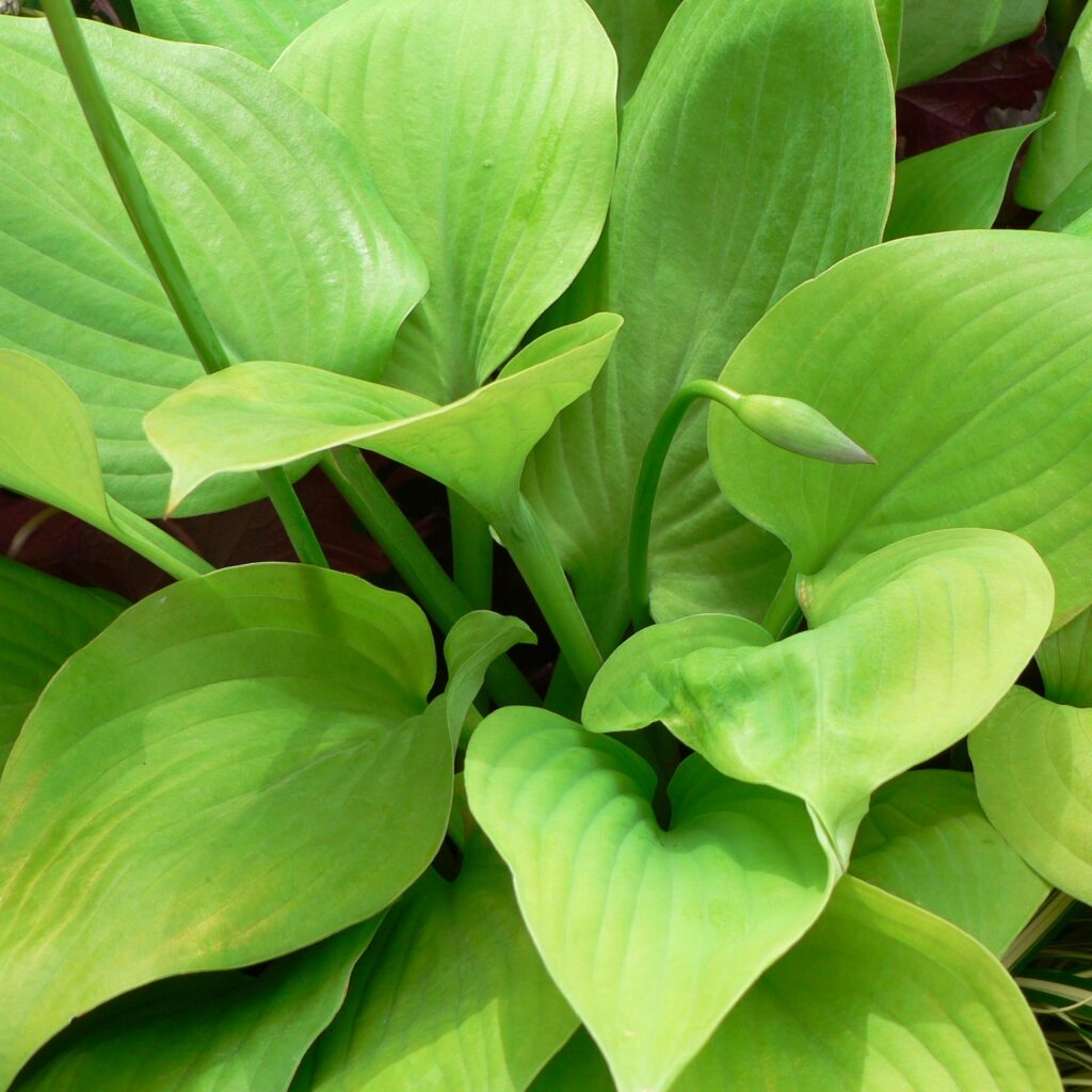 Hosta 'Sum and Substance' (Funkia) - Lundagers Gartneri