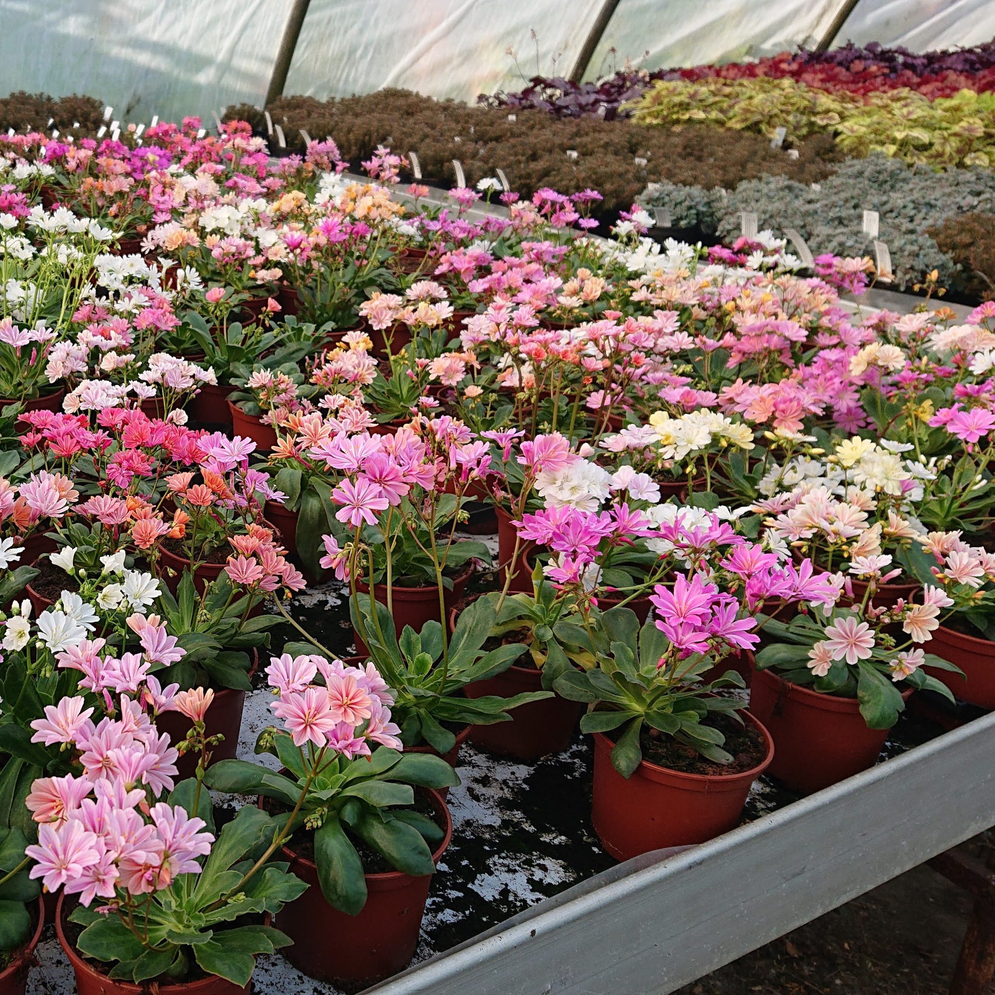 Lewisia x cotyledon 'Elise mix' (Lewisia) - Lundagers Gartneri