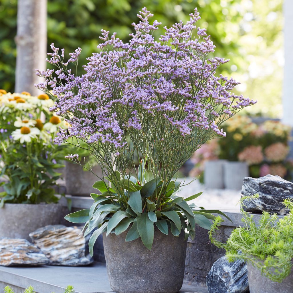 Limonium gmelinii 'Dazzle Rocks' (Hindebæger, Statise) - Lundagers Gartneri