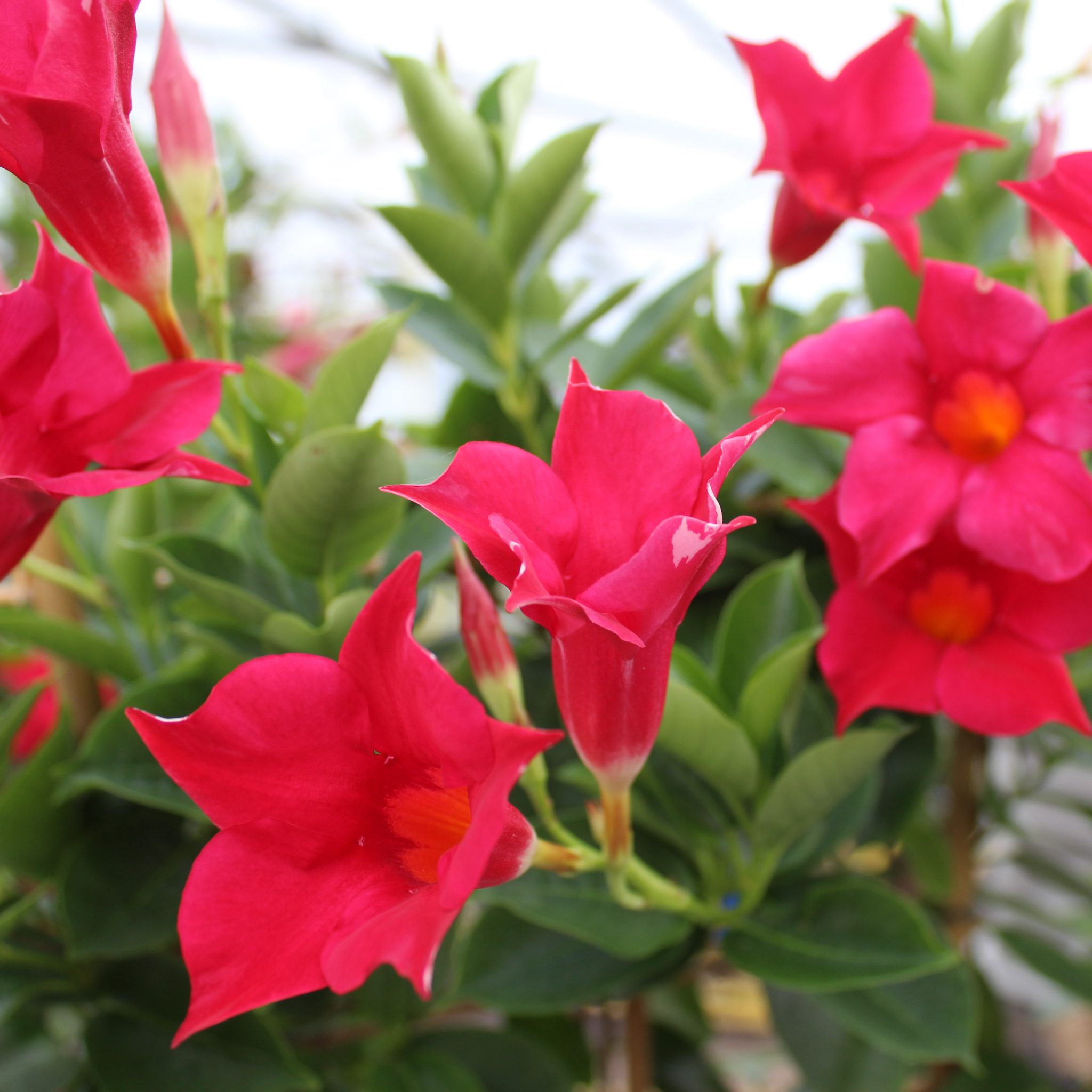 Mandevilla x hybrida (Bærgerranke) - Lundagers Gartneri
