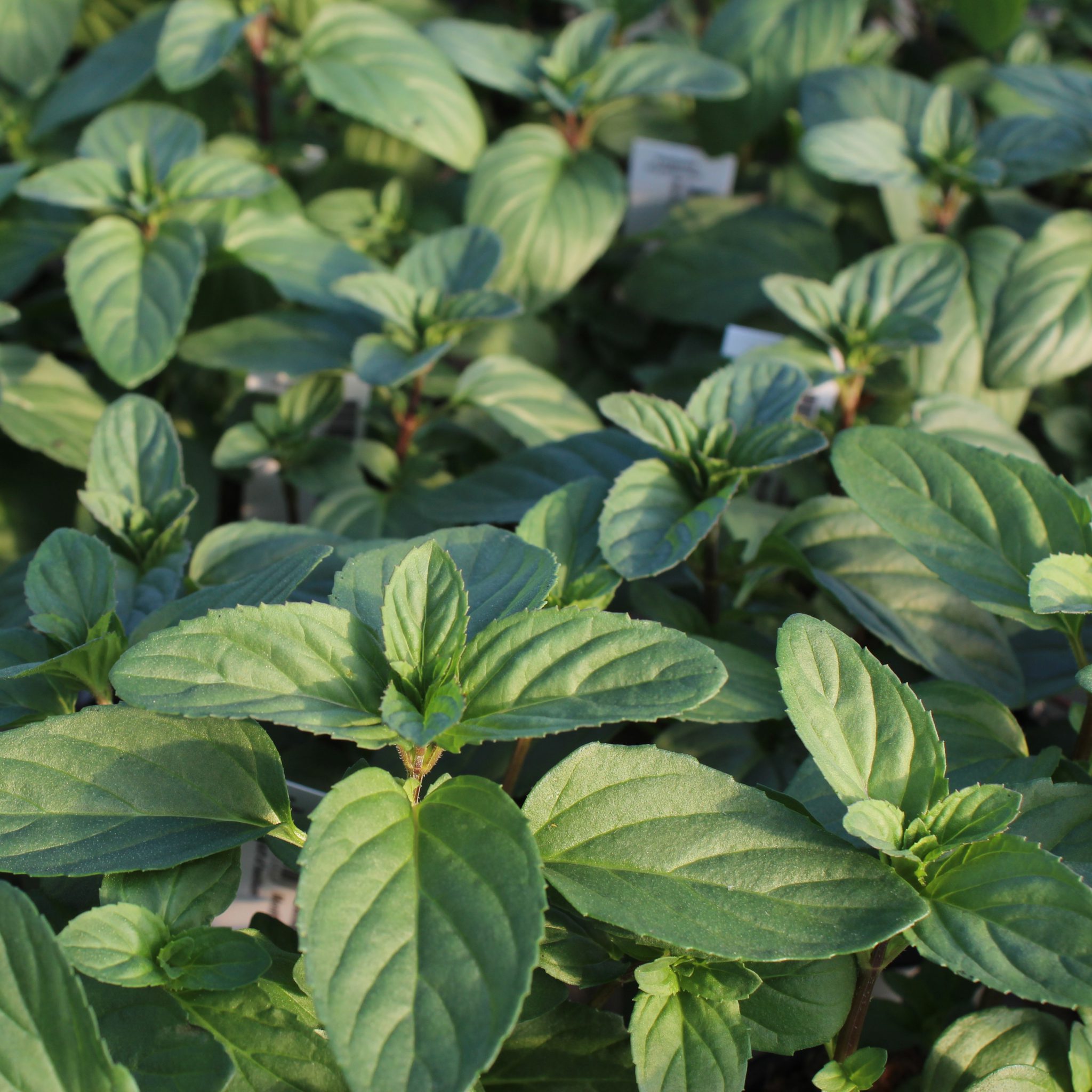 Mentha X piperita f. citrata 'Basil' (Basilikum Mynte) - Lundagers Gartneri