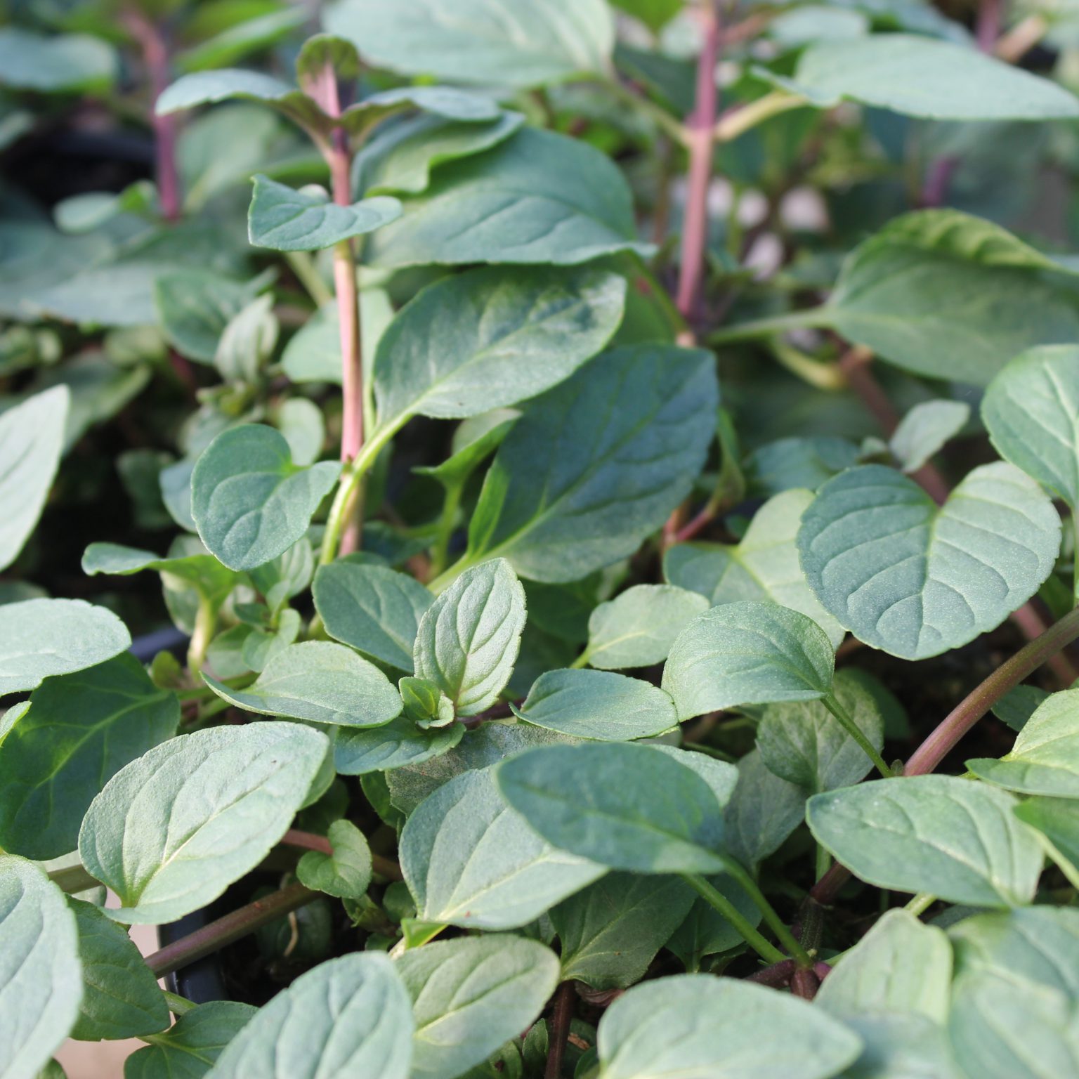 Mentha x piperita f. citrata 'Chocolate' (Chokolademynte) - Lundagers ...