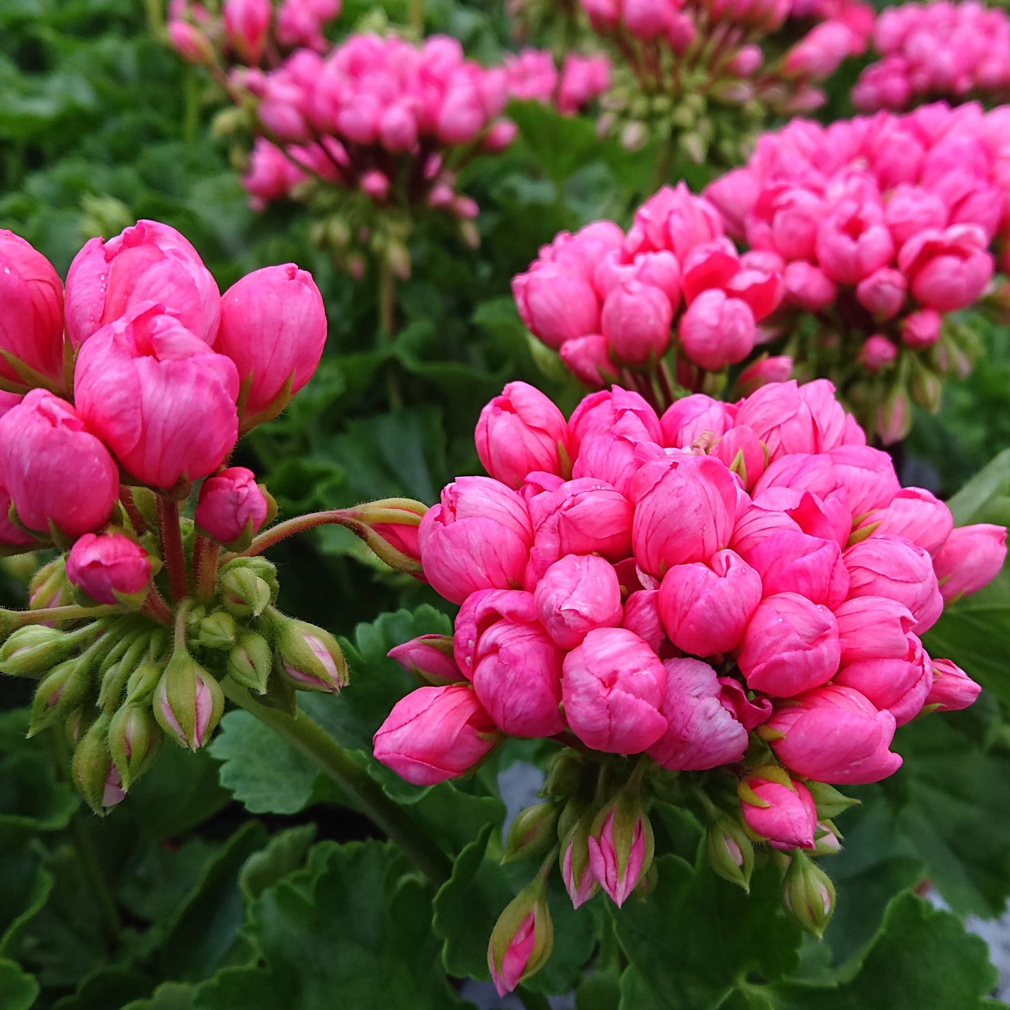 Pelargonium zonale 'Pink Pandora' (Special Pelargonie) - Lundagers Gartneri