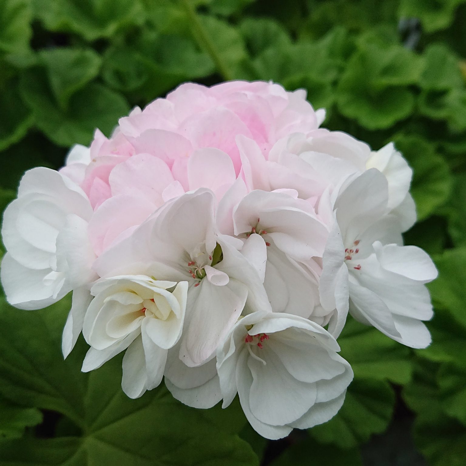 Pelargonium zonale 'Princesse Karla' (Special Pelargonie) - Lundagers ...