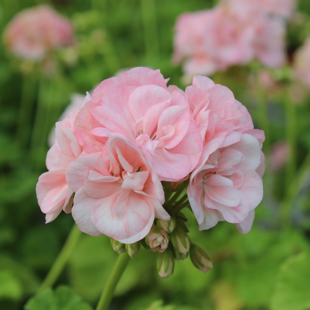 Pelargonium zonale 'Dronning Ingrid' (Kongelige Pelargonie) - Lundagers ...
