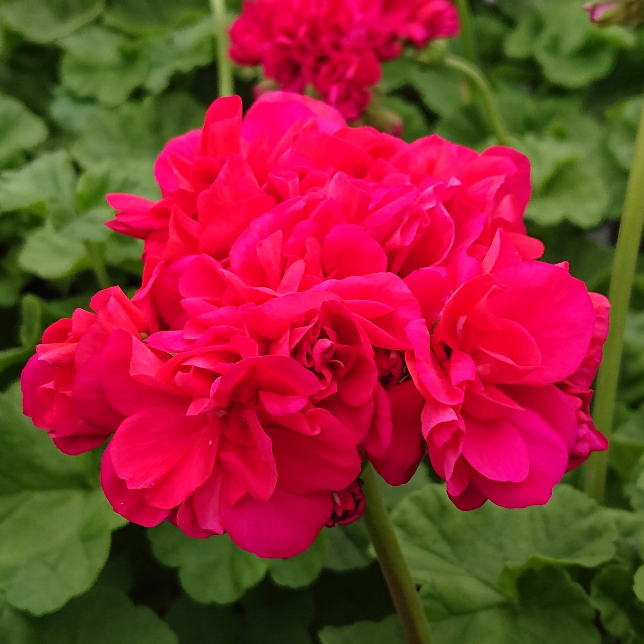 Pelargonium zonale 'Dronning Margrethe' (Kongelige Pelargonie ...