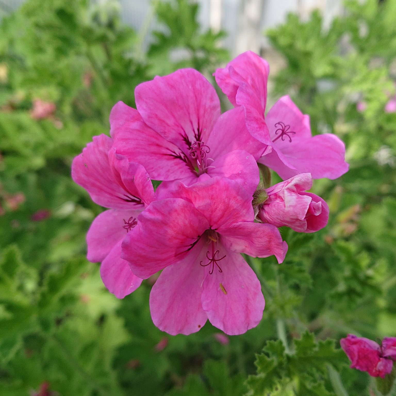 Pelargonie - Lundagers Gartneri