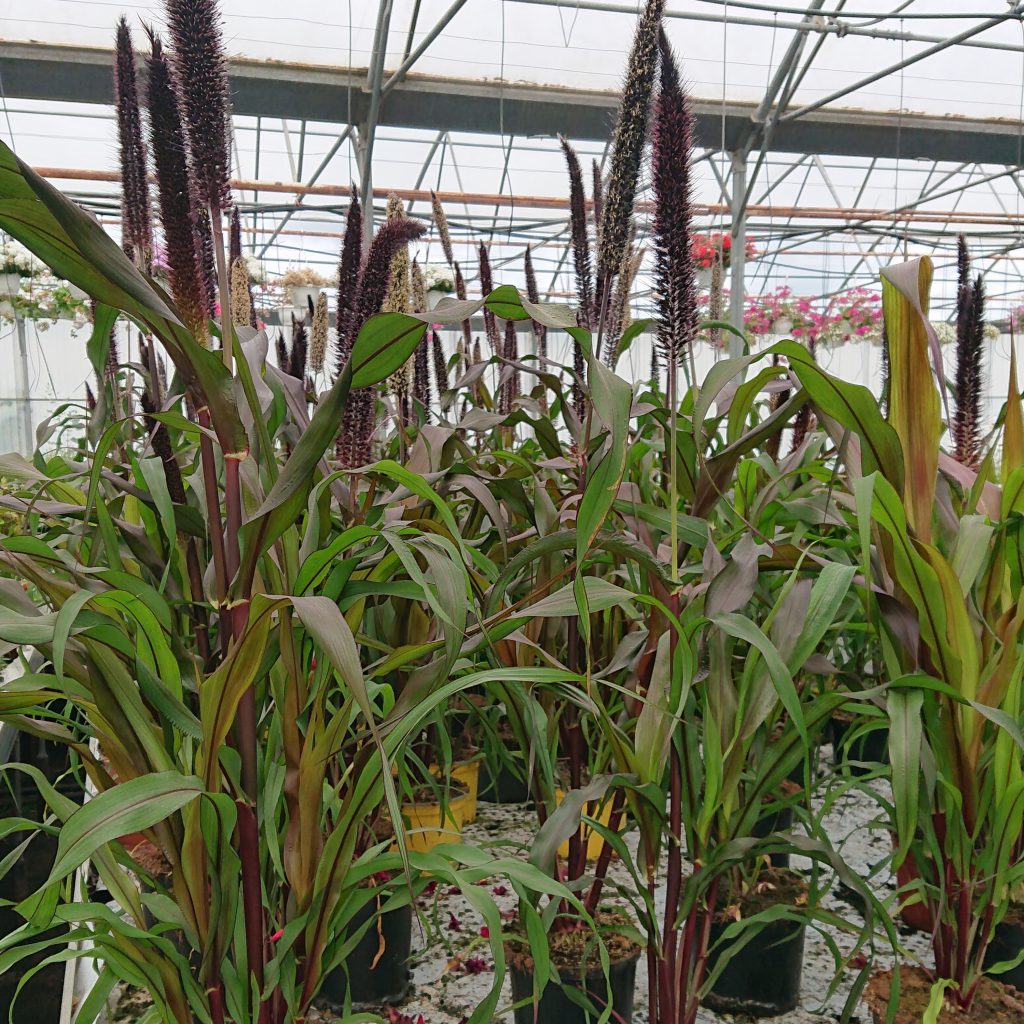 Pennisetum glaucum 'Purple Baron' (Lampepudsergræs) - Lundagers Gartneri