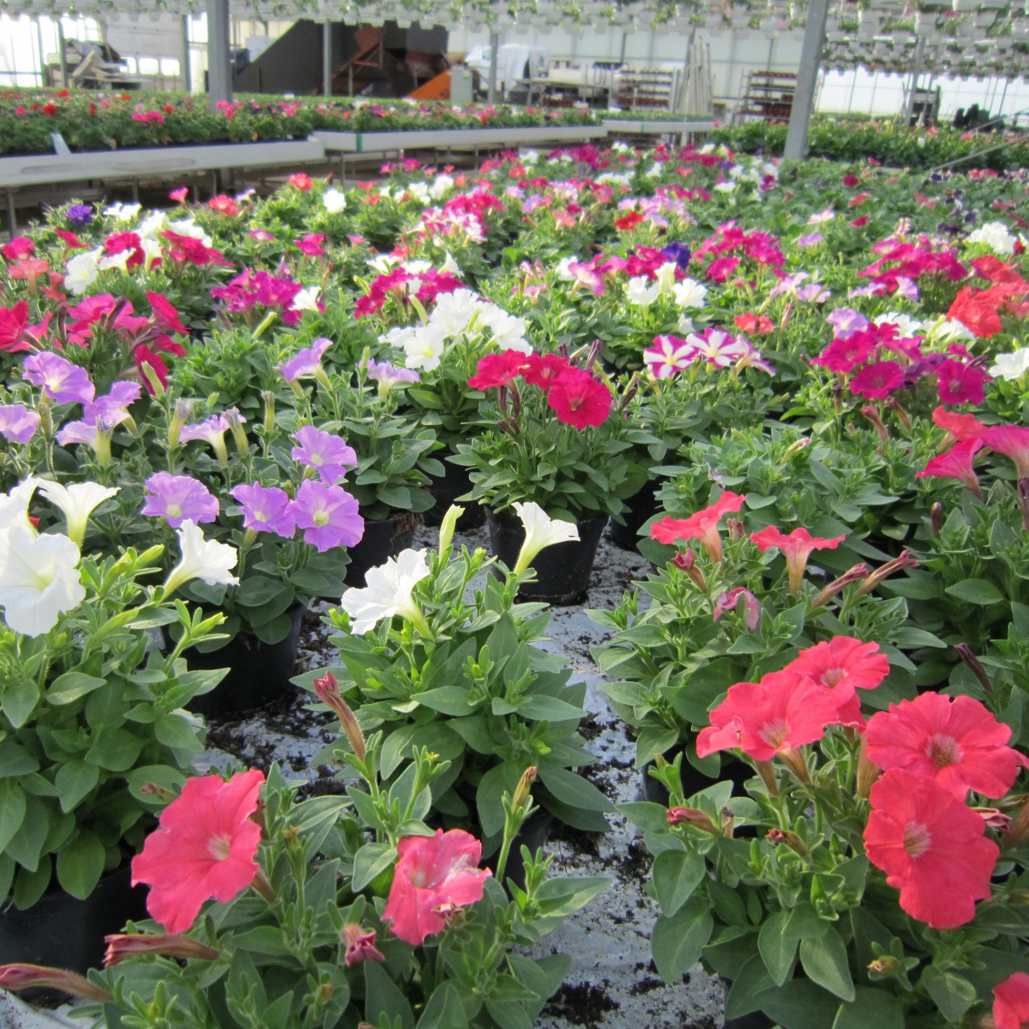 Petunia milliflora (Småblomstret Petunia) - Lundagers Gartneri