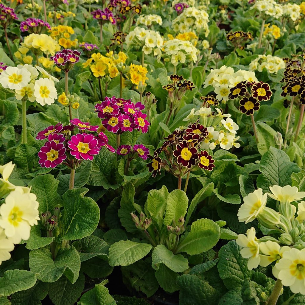 Primula veris 'Little Queen' (Haveprimula / Hulkravet Kodriver ...
