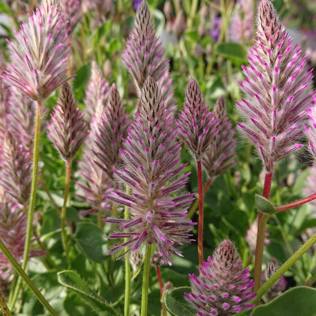 Ptilotus exaltatus 'Joey' (Silkehale) - Lundagers Gartneri