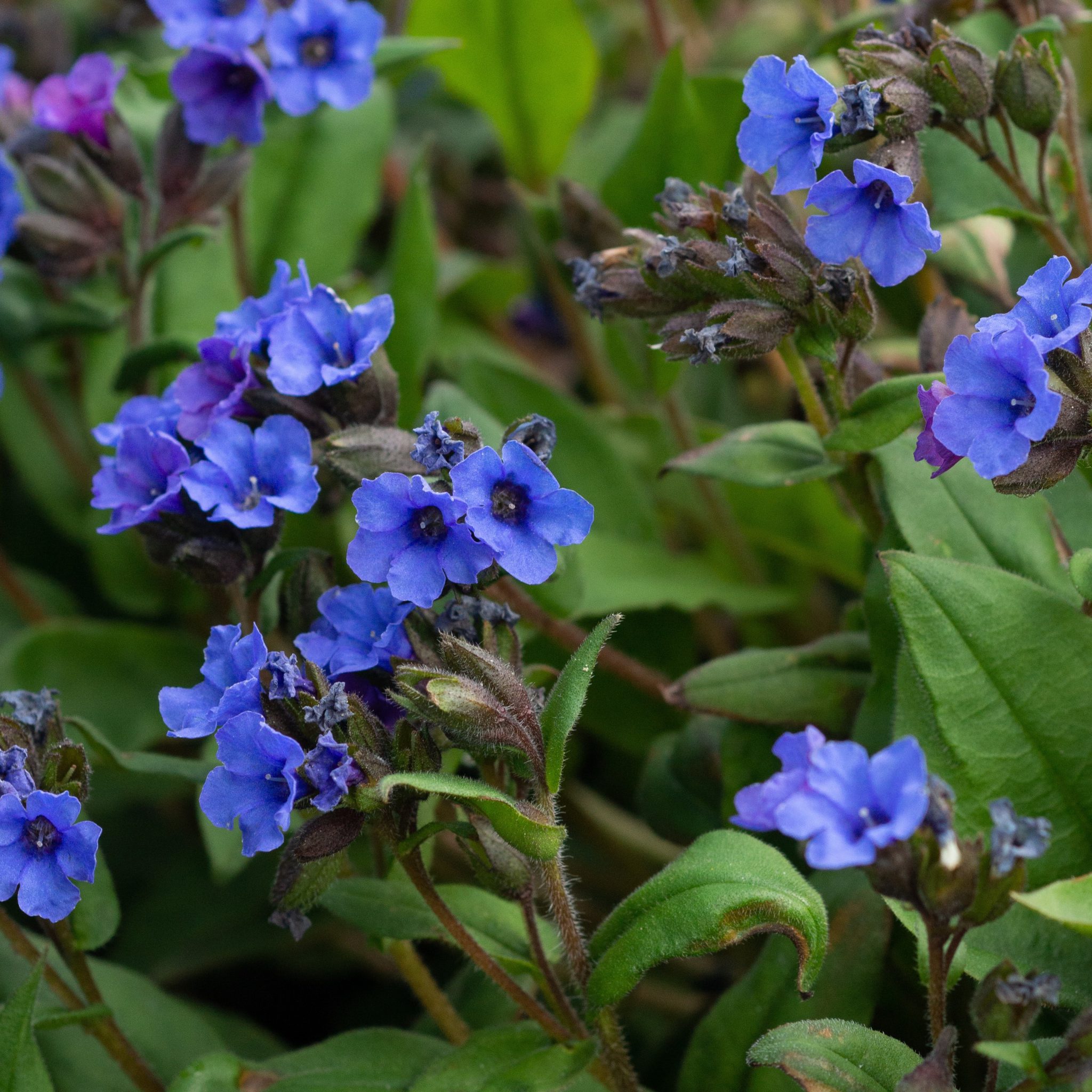 Pulmonaria 'Blue Ensign' (Lungeurt) - Lundagers Gartneri